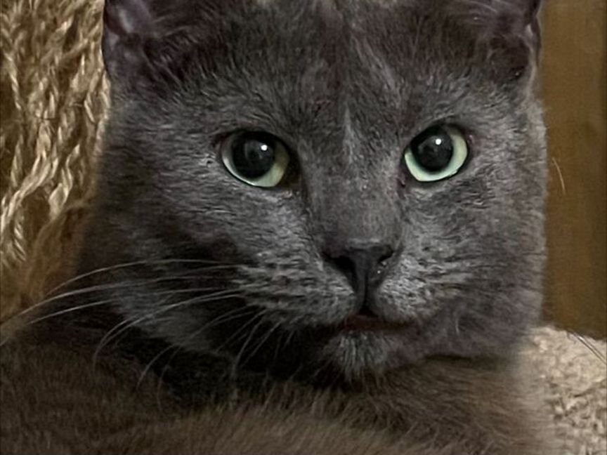 Кот, просто шикарный кот, в добрые руки