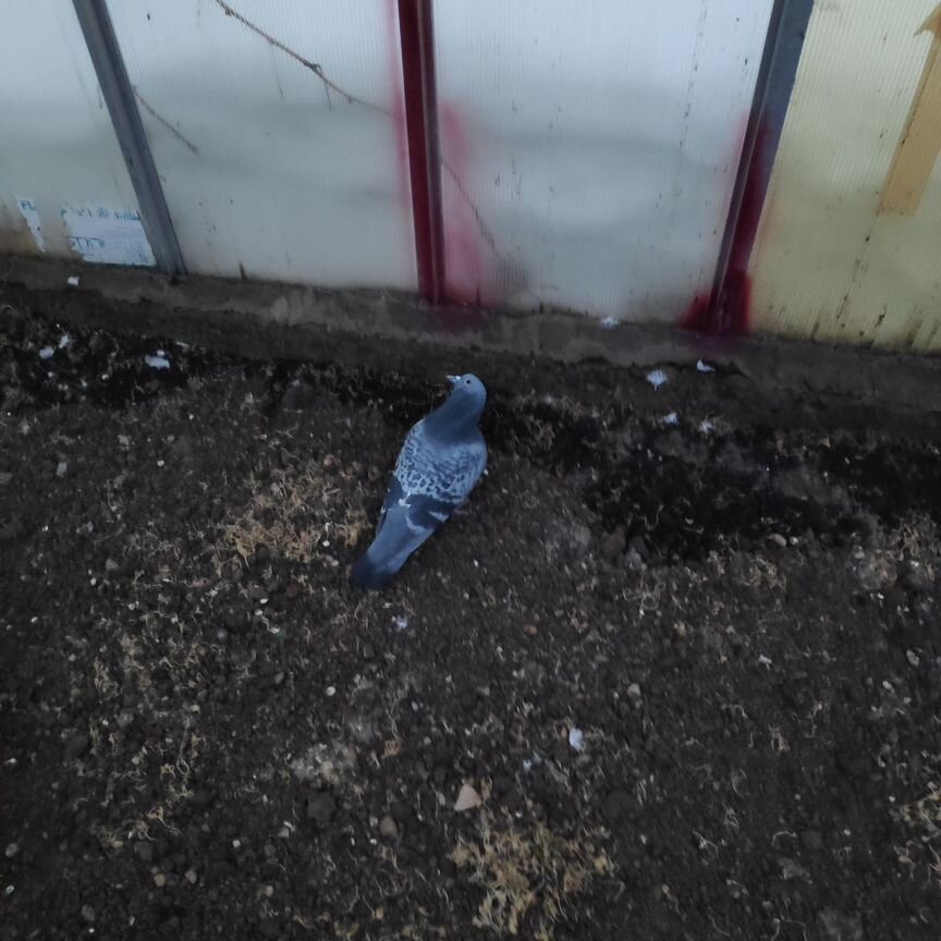 Голубь сизый