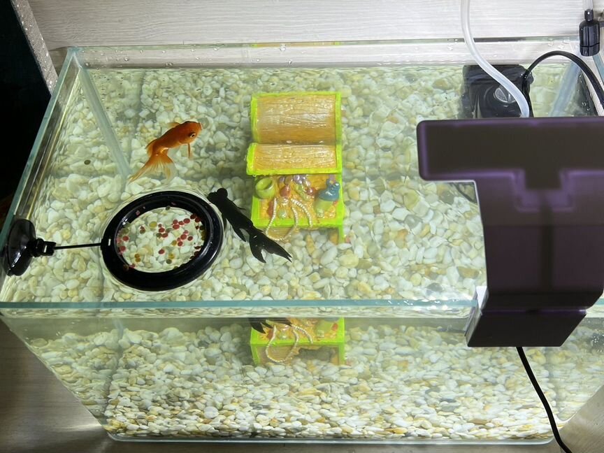 Аквариум с Сомом