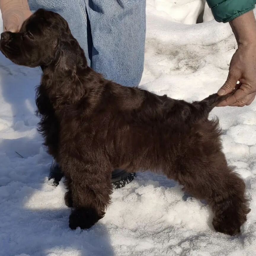 Американский кокер-спаниель, щенок