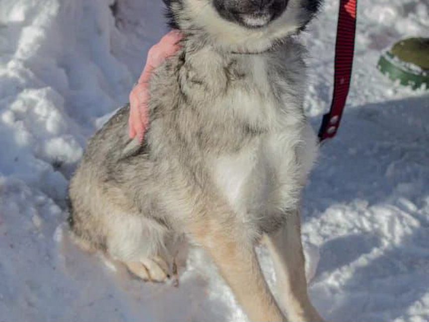 Девочка Лиза ищет дом