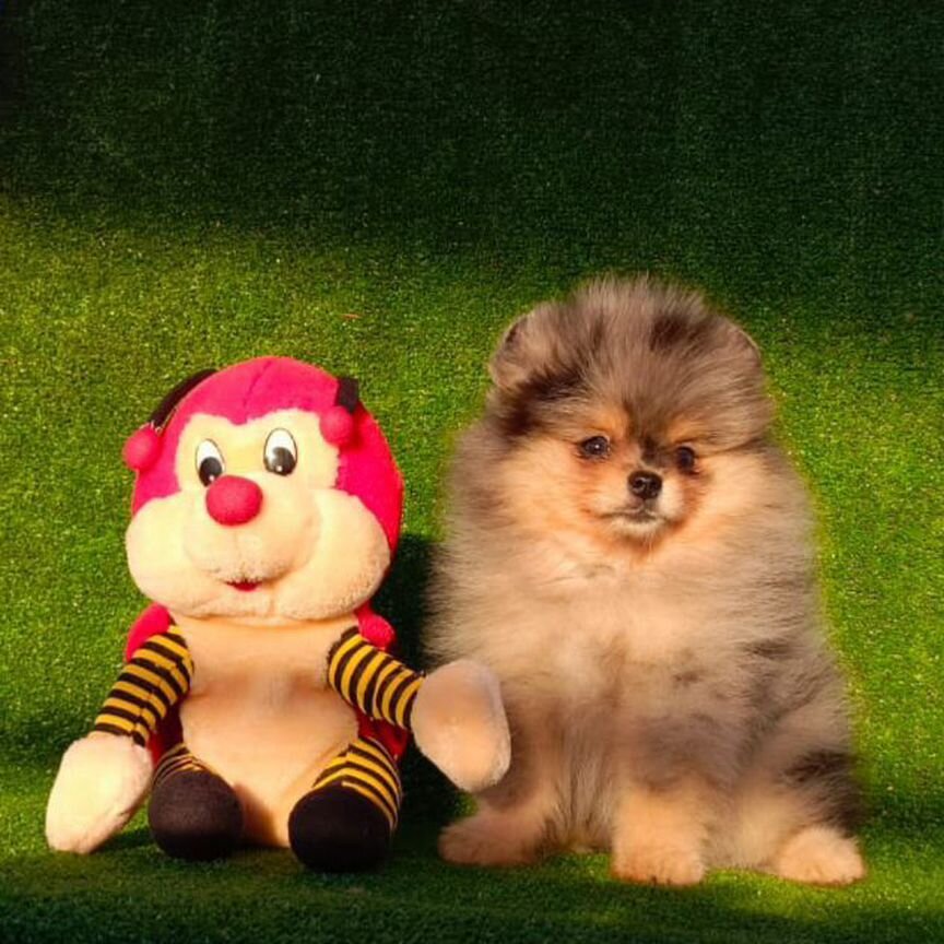 Шпиц мерле девочка