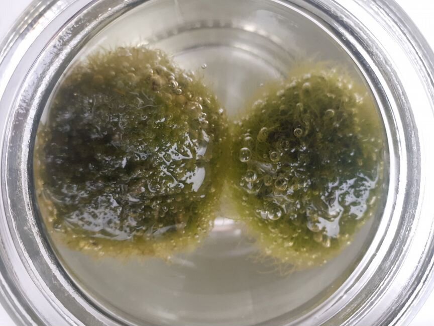 Кладофора шаровидная