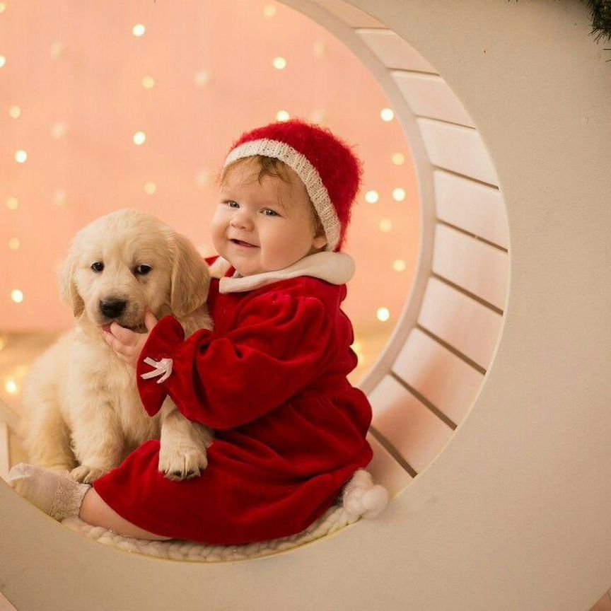 Лабрадор-ретривер, щенок