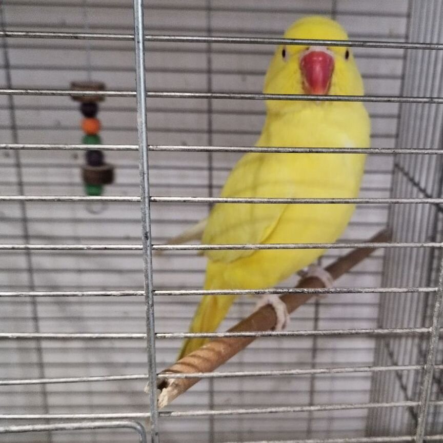 Ожереловый попугай