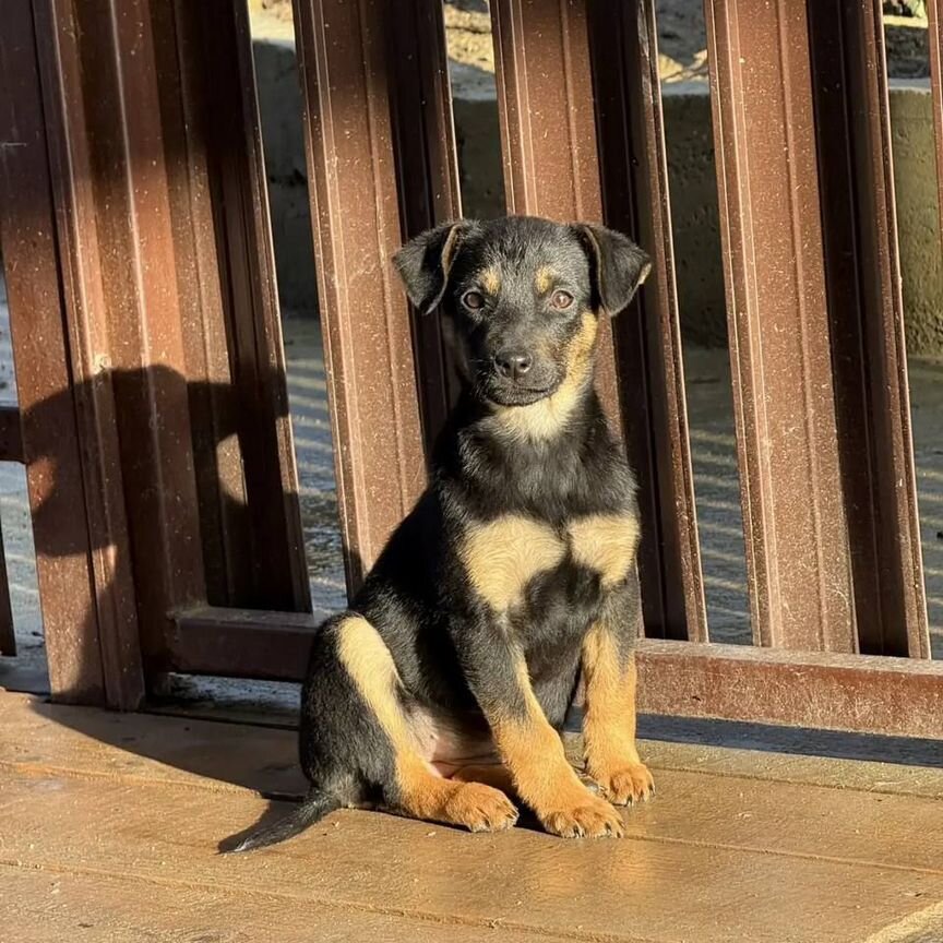 Щенок в добрые руки