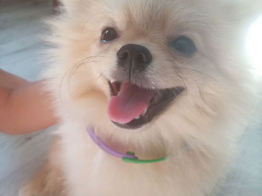 Померанский шпиц вязка кобель