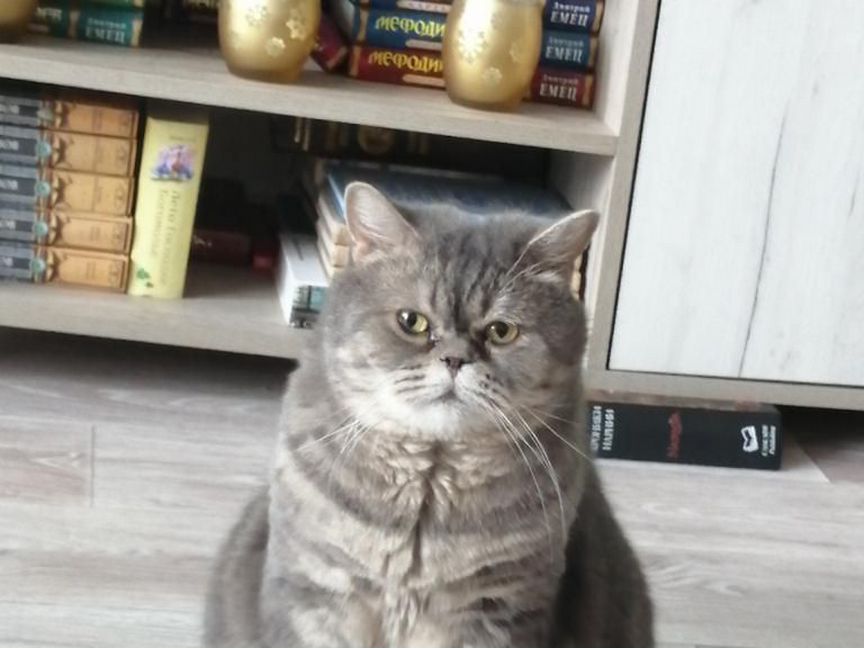 Кошки в добрые руки
