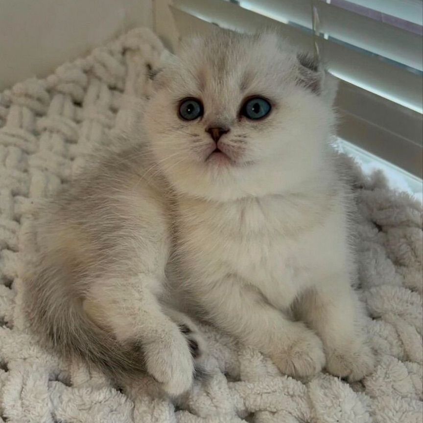 Шотландские котята