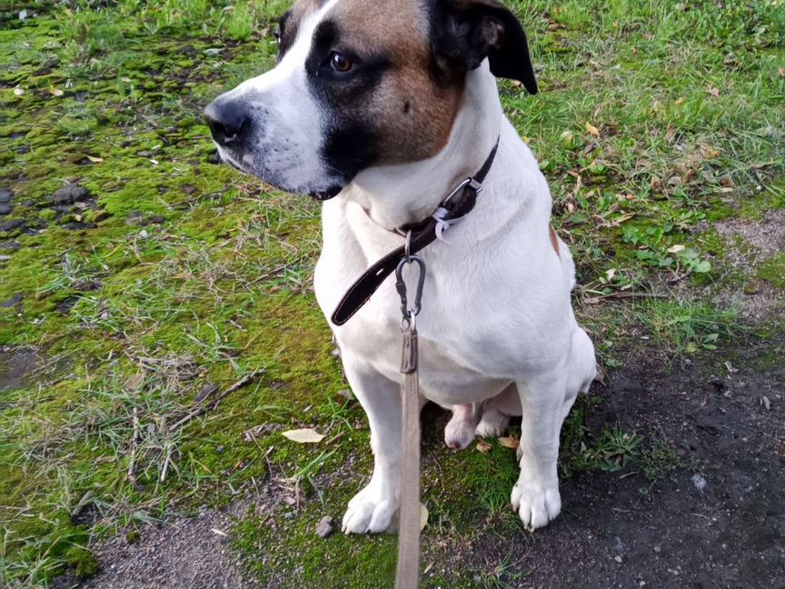 Пёс в добрые руки