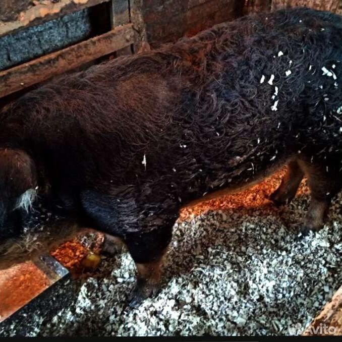 Хряк на племя