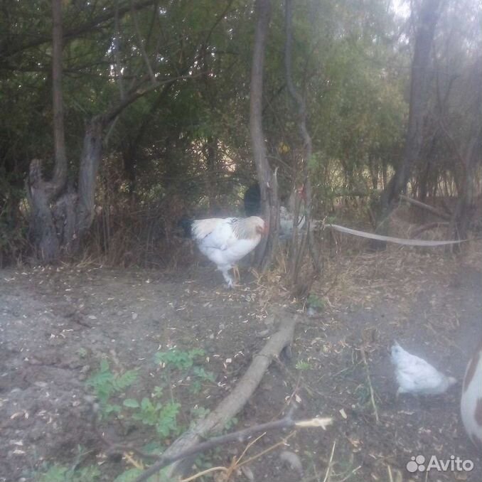 Петушки только обмен на курочек