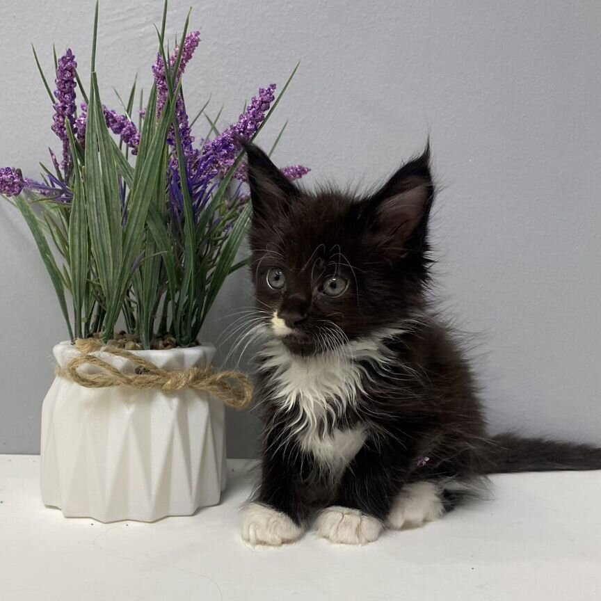 Мейн-кун котёнок