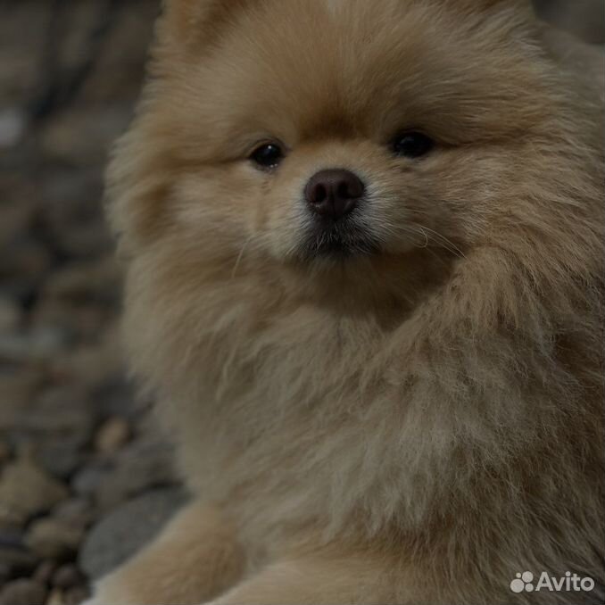 Померанский шпиц вязка кобель