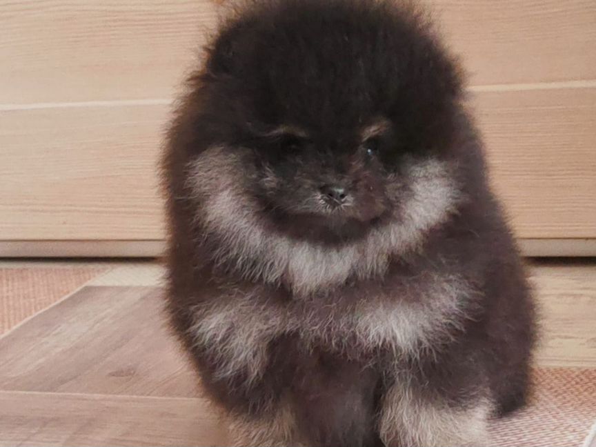 Померанский шпиц