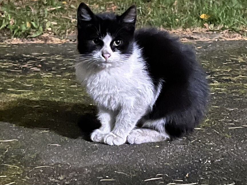 Котик в добрые руки панда
