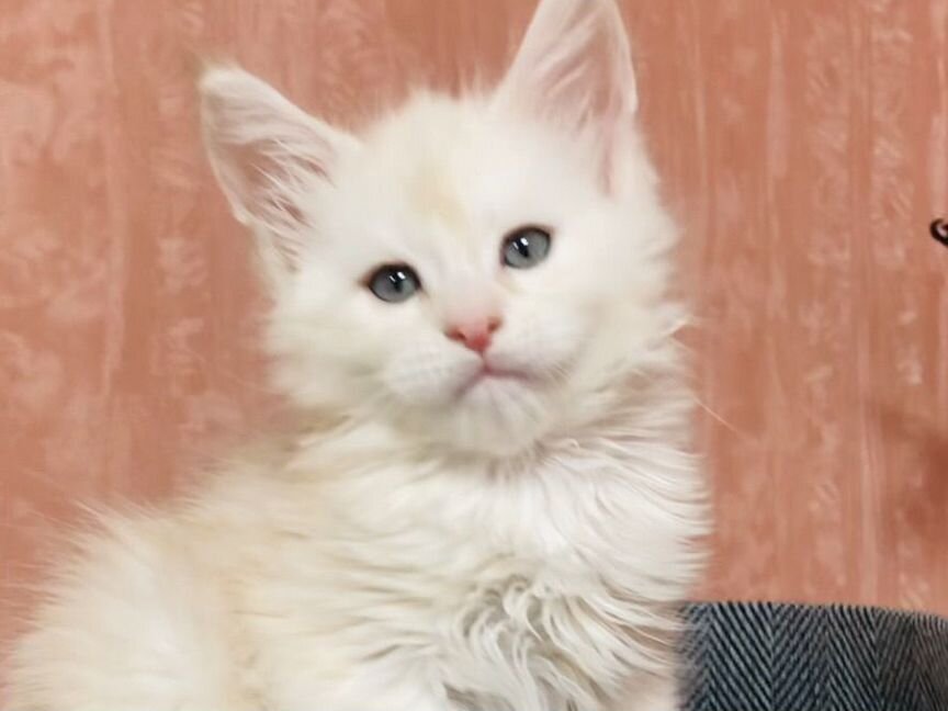 Котята мейн-кун