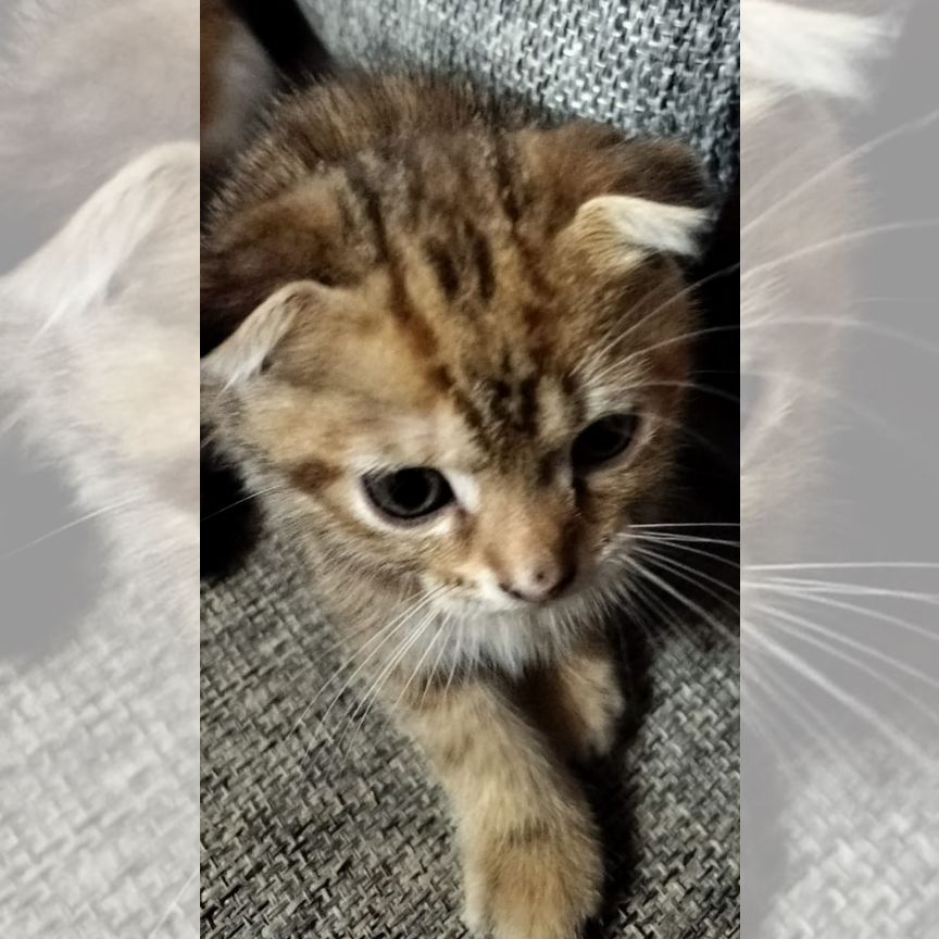 Котенок девочка шотландка в хорошие руки 2 месяца