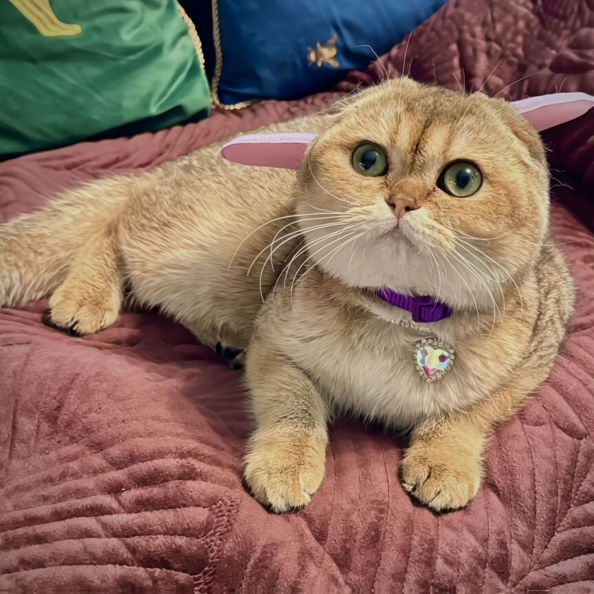 Шотландская вислоухая короткошёрстная, взрослая кошка