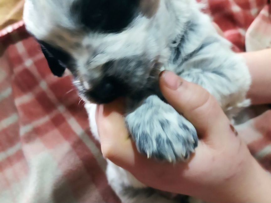 Щенки Спаниеля