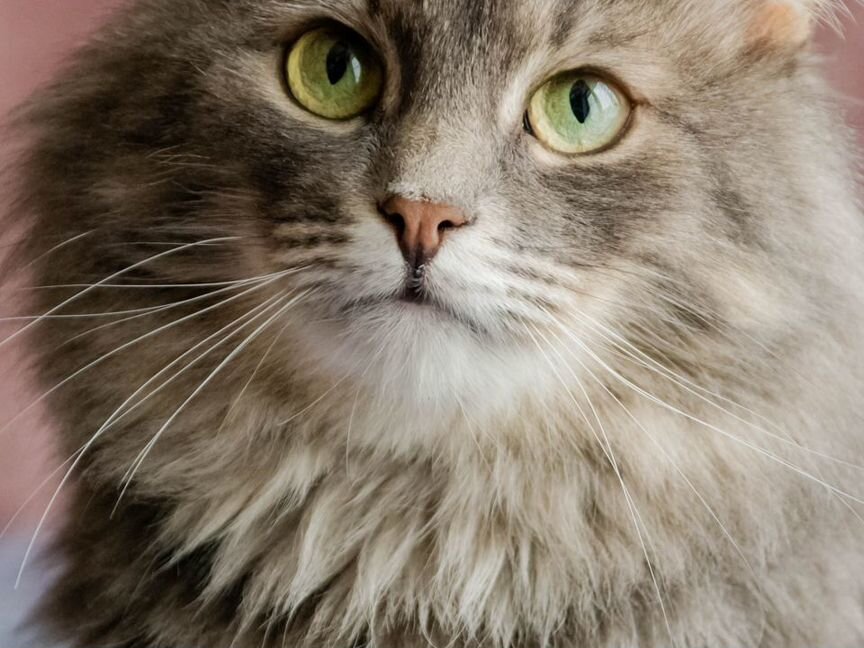 Котик Гаврюша