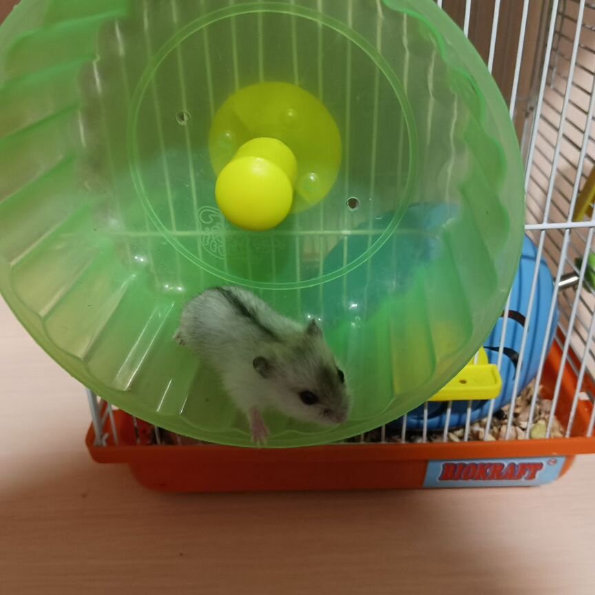 Колесо для хомячка