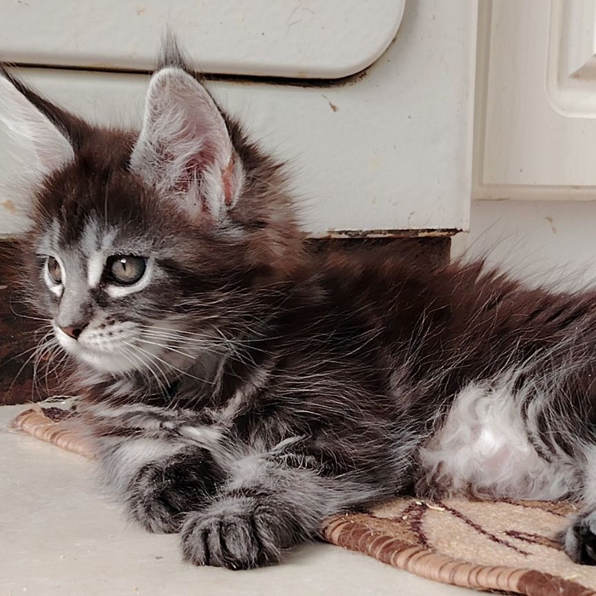 Мейн-кун. Девочка