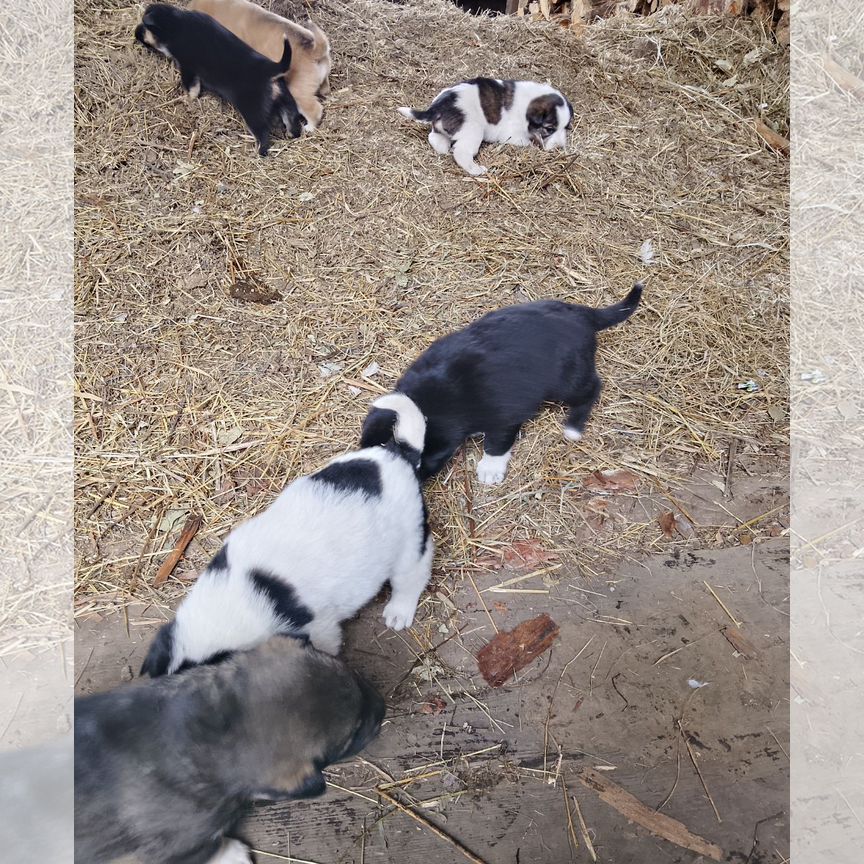 Щенок в добрые руки