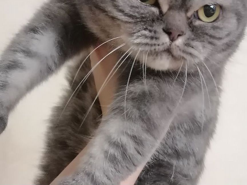 Кошка (я вам заплачу.только заберите )