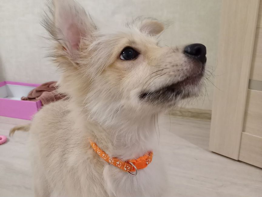 Щенок в добрые руки