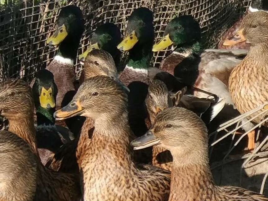 Дикая утка кряква