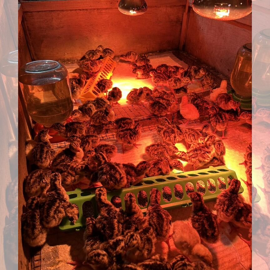 Продам индюшат