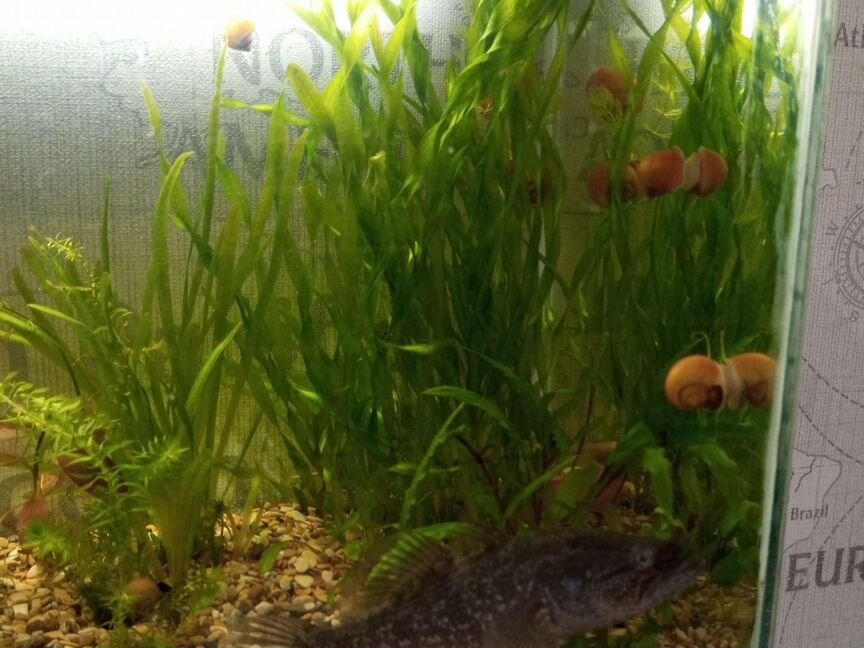 Аквариумное растение