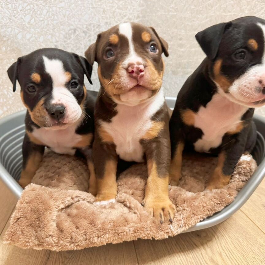 Американский булли