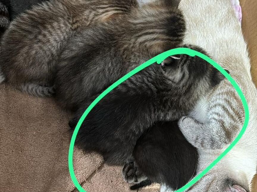 Котята, бесплатно