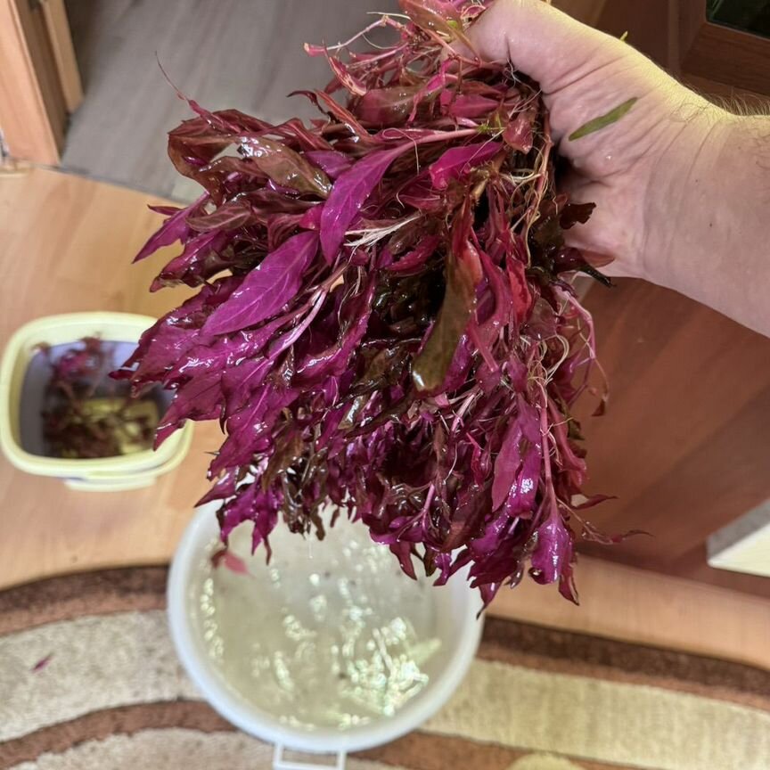 Аквариумное растение