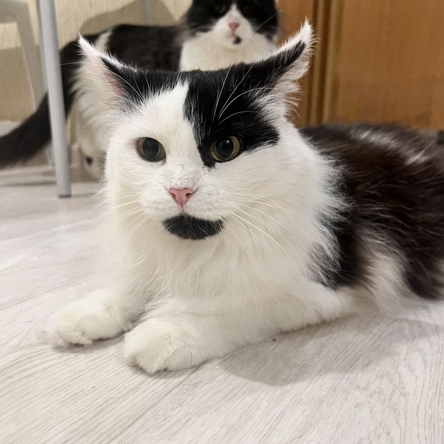 Кошка из машины