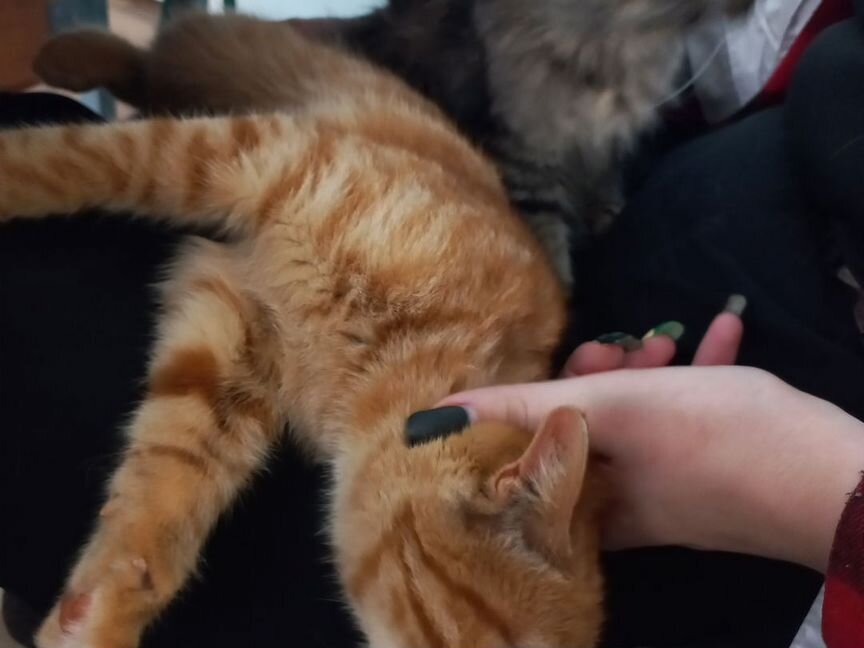 Рыжий котик 7-8 месяцев