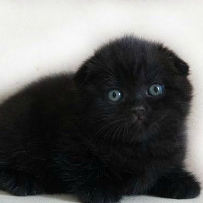 Вислоухие черные котята