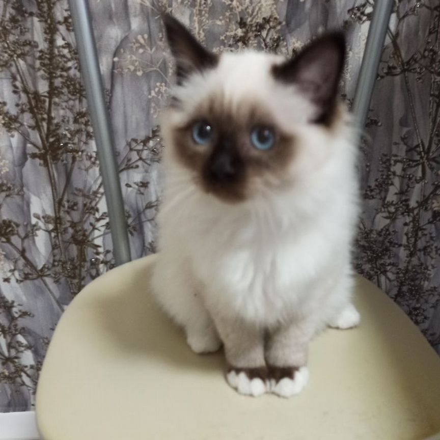 Котята священная бирма