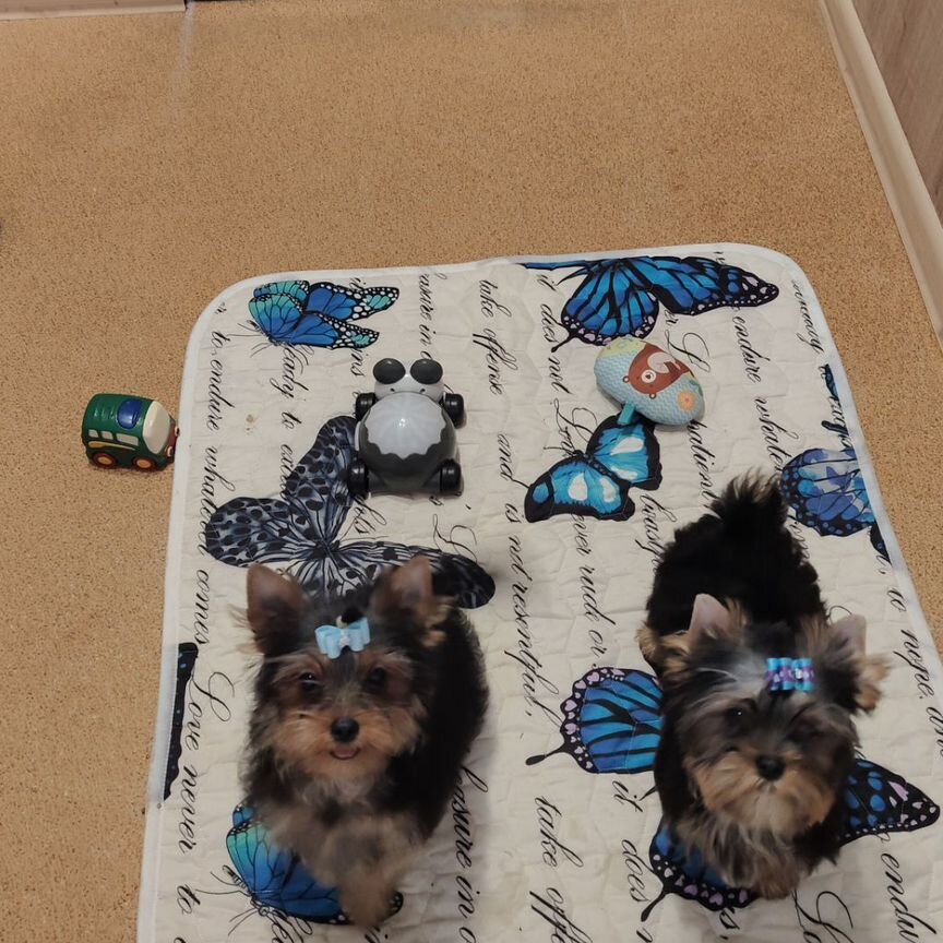 Йоркширский терьер, щенок