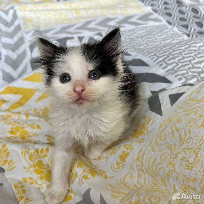 Котенок мальчик Тобби 1,5 мес в дар