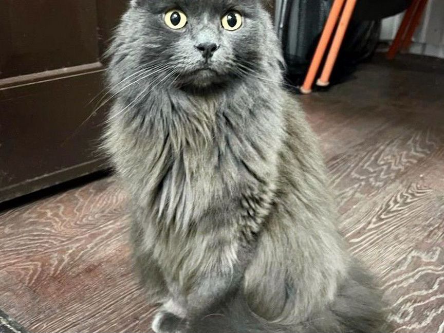 Матвей - роскошный и уравновешенный котик