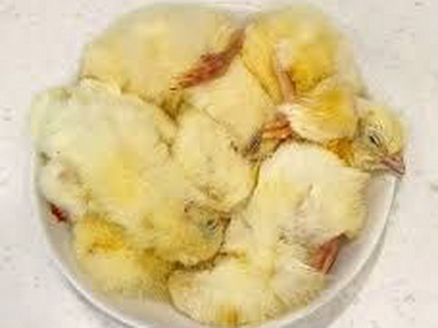 Корм животным,цыплята