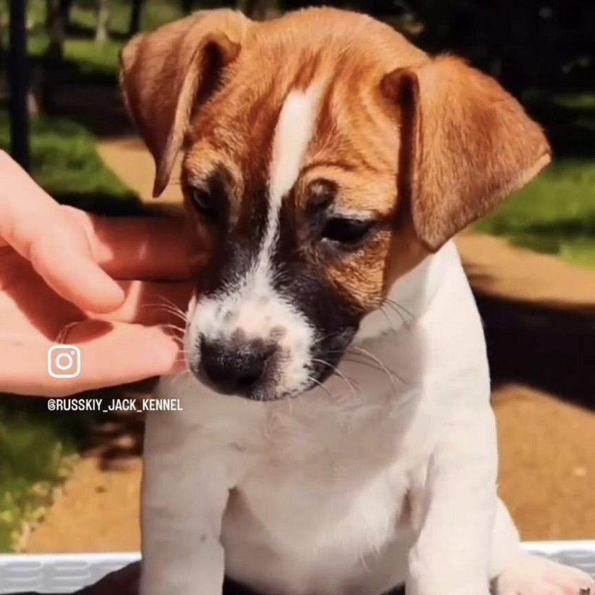 Джек рассел терьер