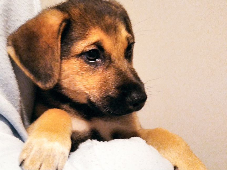 Малышка ждёт своего человека