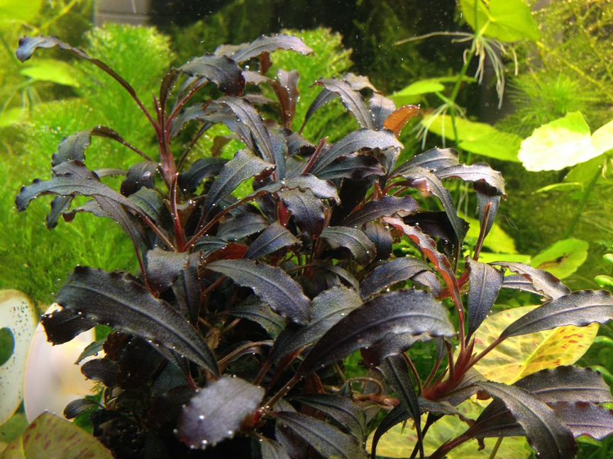 Bucephalandra sp. Brownie Ghost