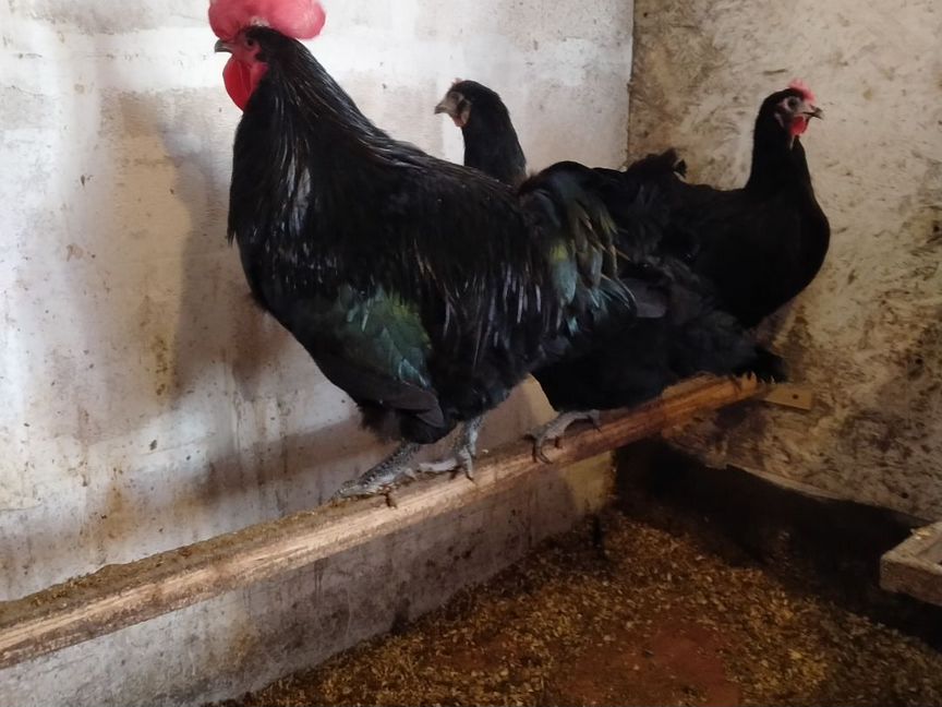 Джерсийский Гигант