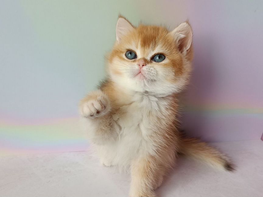 Кошечка, золотая шиншилла