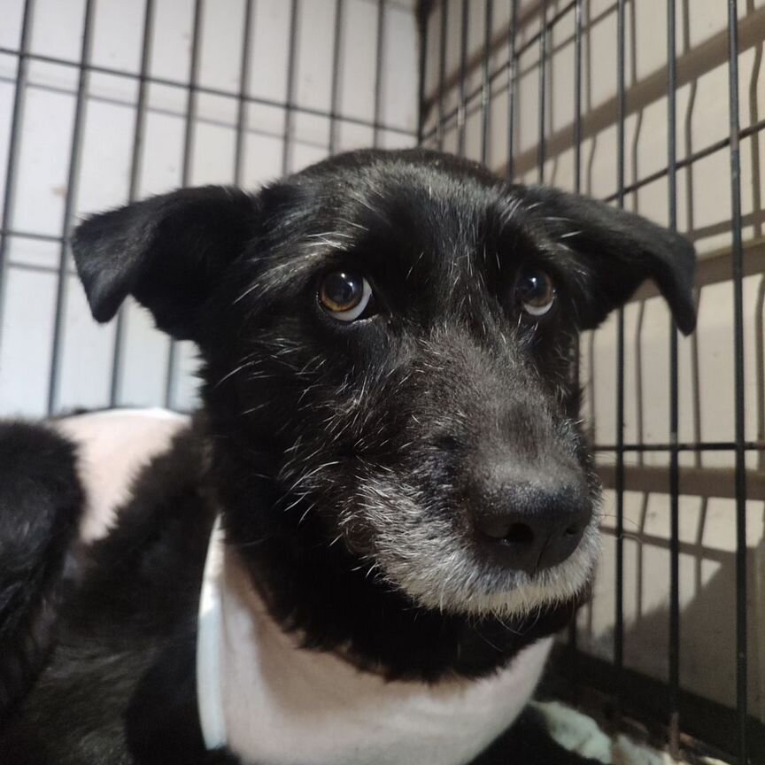 Собака в добрые руки отдам бесплатно